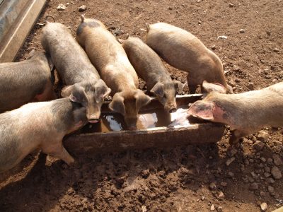 Pig Raising Basics: Bringing Home Your Feeder Pigs - Countryside